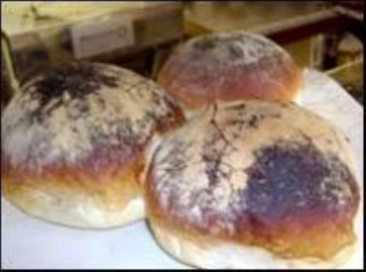 Belfast Baps - BigOven
